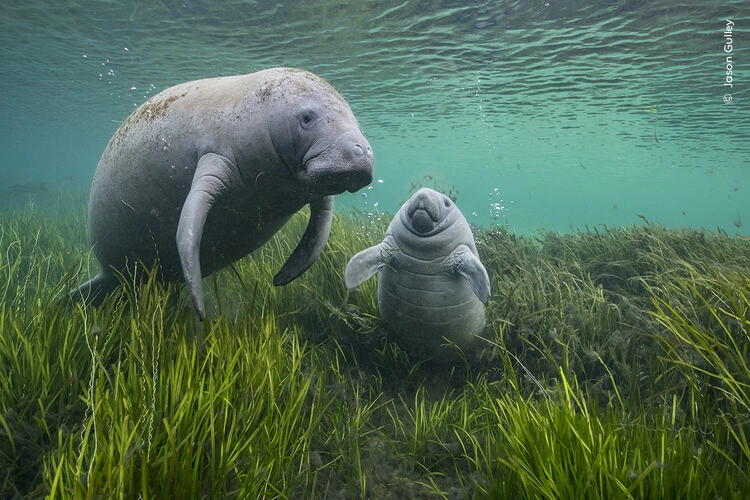 Wildlife Photographer of the Year 2024 – preview - Geographical