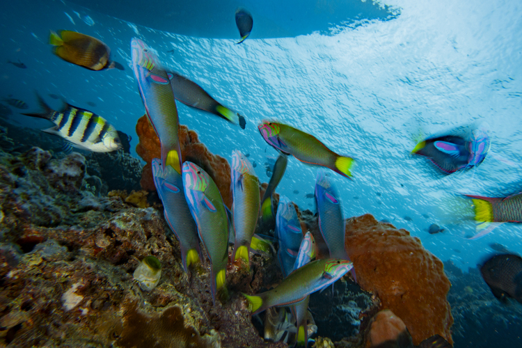 Almost all marine aquarium fish in the US are caught in the wild ...