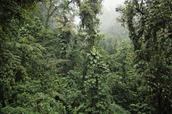 Geo Explainer: Cloud Forests - Geographical