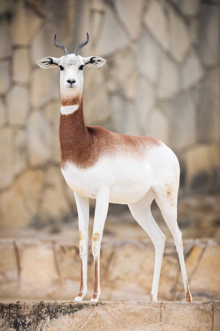 Keystone species: rewilding by numbers - Geographical