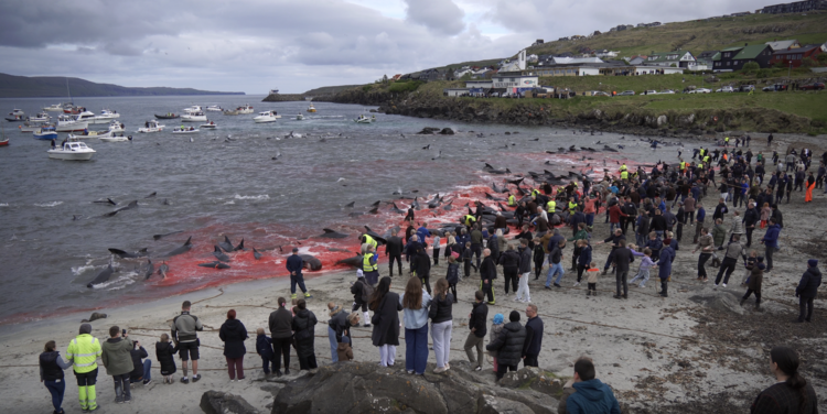 More than 700 dolphins killed in single day on Faroe Islands - Geographical