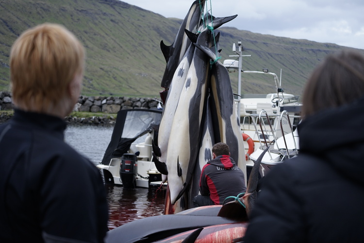 More than 700 dolphins killed in single day on Faroe Islands - Geographical