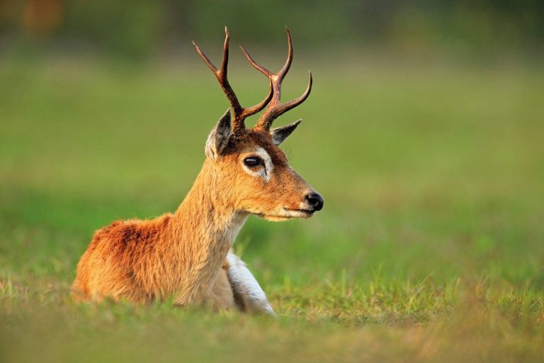 Keystone species: rewilding by numbers - Geographical