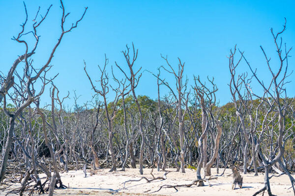 ‘Ghost’ mangrove forests make ideal carbon-absorbing seagrass meadows ...