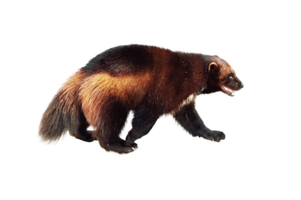 Keystone species: rewilding by numbers - Geographical