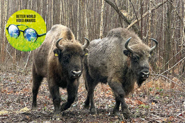 Better World 2024: Bison in Kent - Geographical