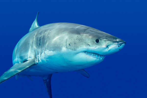 First-ever video footage of great white shark in Mediterranean ...