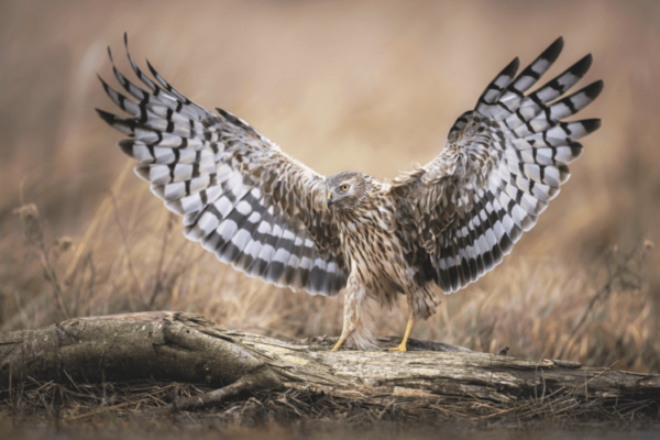 Hen harriers: illegal killings on the moors - Geographical