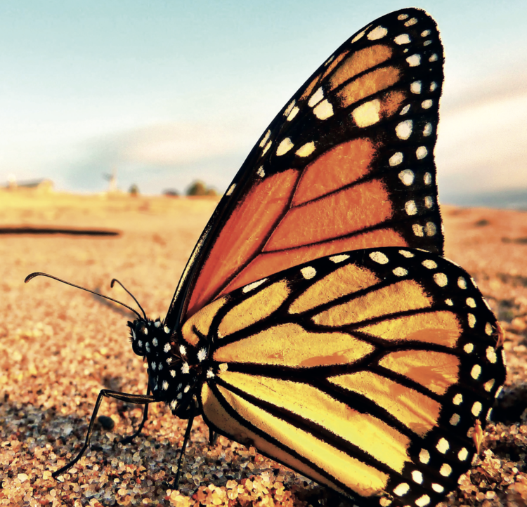 The flight risk of monarch butterflies - Geographical