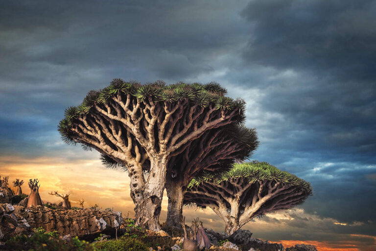 Where in the world - Iconic trees - Geographical