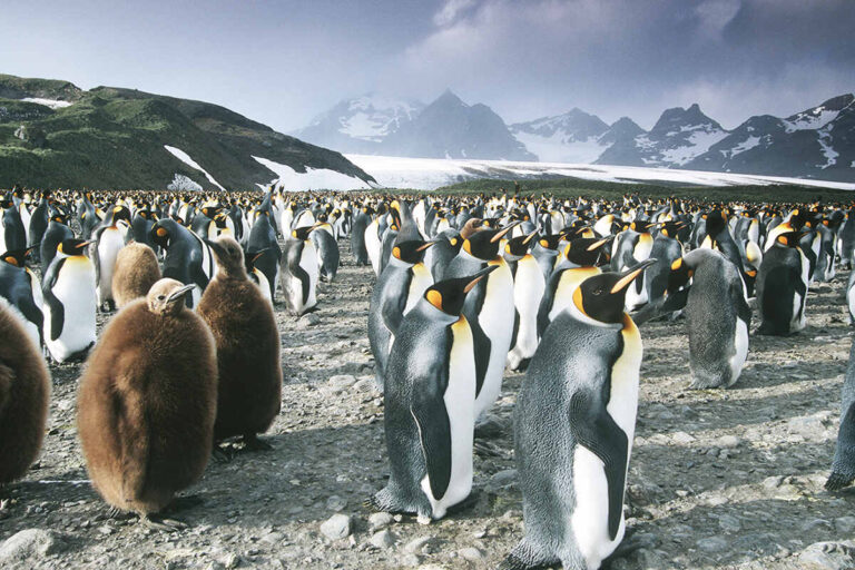 Where in the world - Bird colonies - Geographical
