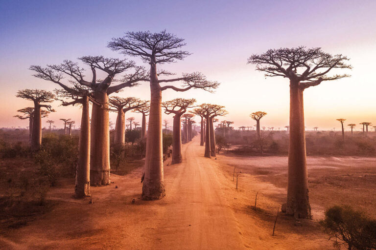 Where in the world - Iconic trees - Geographical