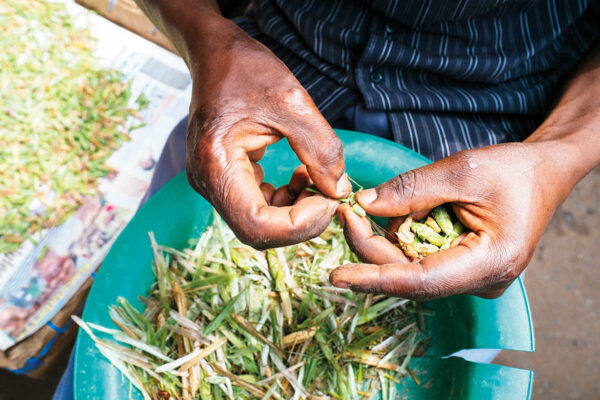 Uganda's beneficial nsenene feast - Geographical