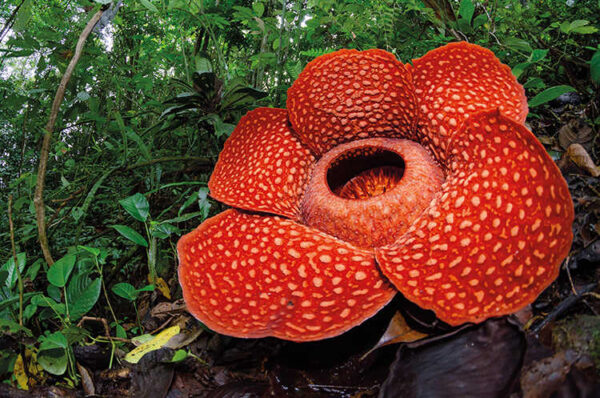 Saving raffelsia - the world's largest flower - Geographical