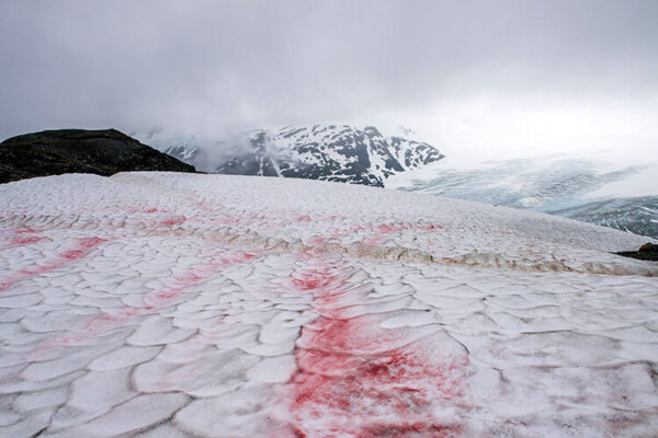 Algae-eating giant viruses could help stop ice melt at the poles ...