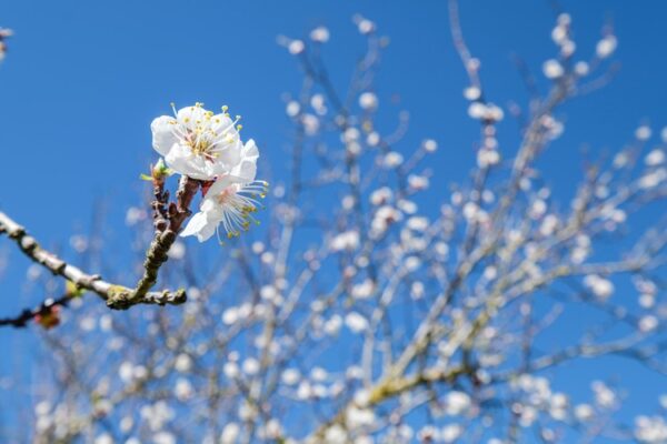How do trees wake up in the spring? - Geographical
