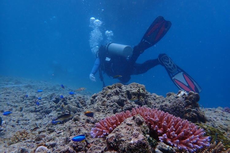 The hidden impacts of scuba diving tourism on coral reefs - Geographical