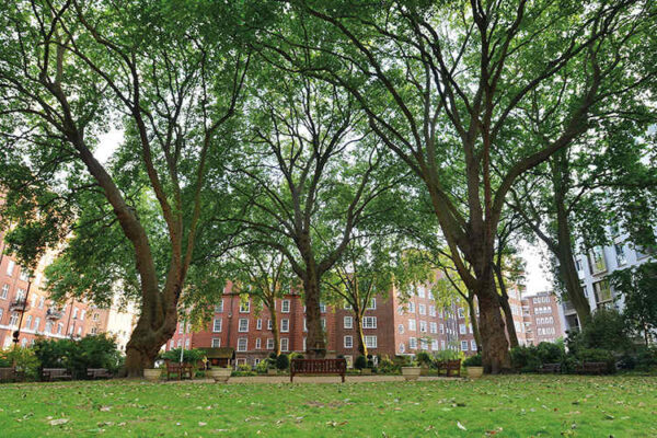 The value of city trees - Geographical