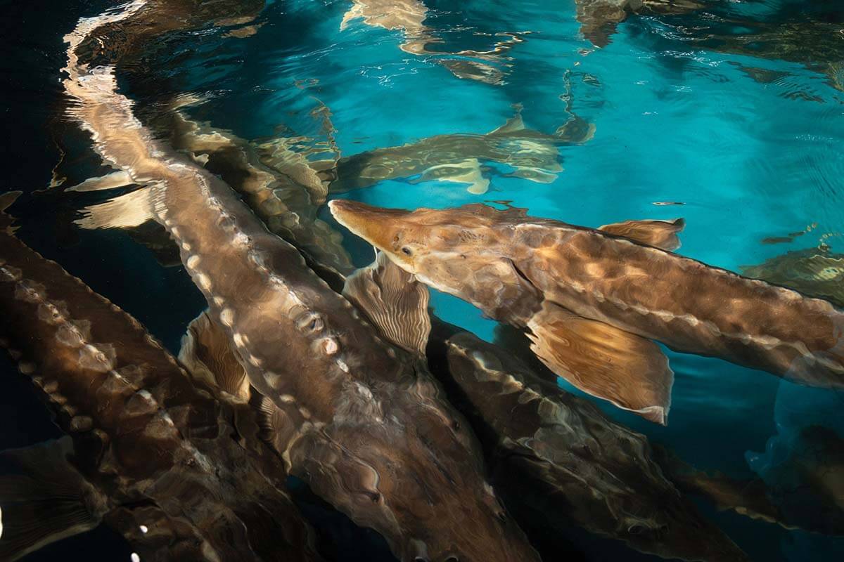 Inside Thailand's first caviar farm - Geographical